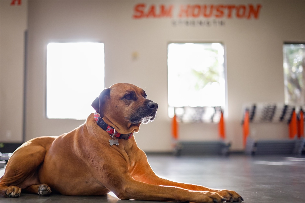 How Sam Houston got that dog in them this offseason